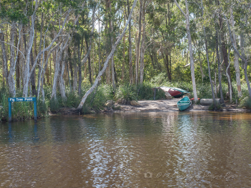Wayne Ryan's blog: Lake Cootharaba and Upper Noosa River Everglades