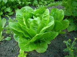 Greek Aquaponics Ενυδρειοπονία: ΦΥΤΑ