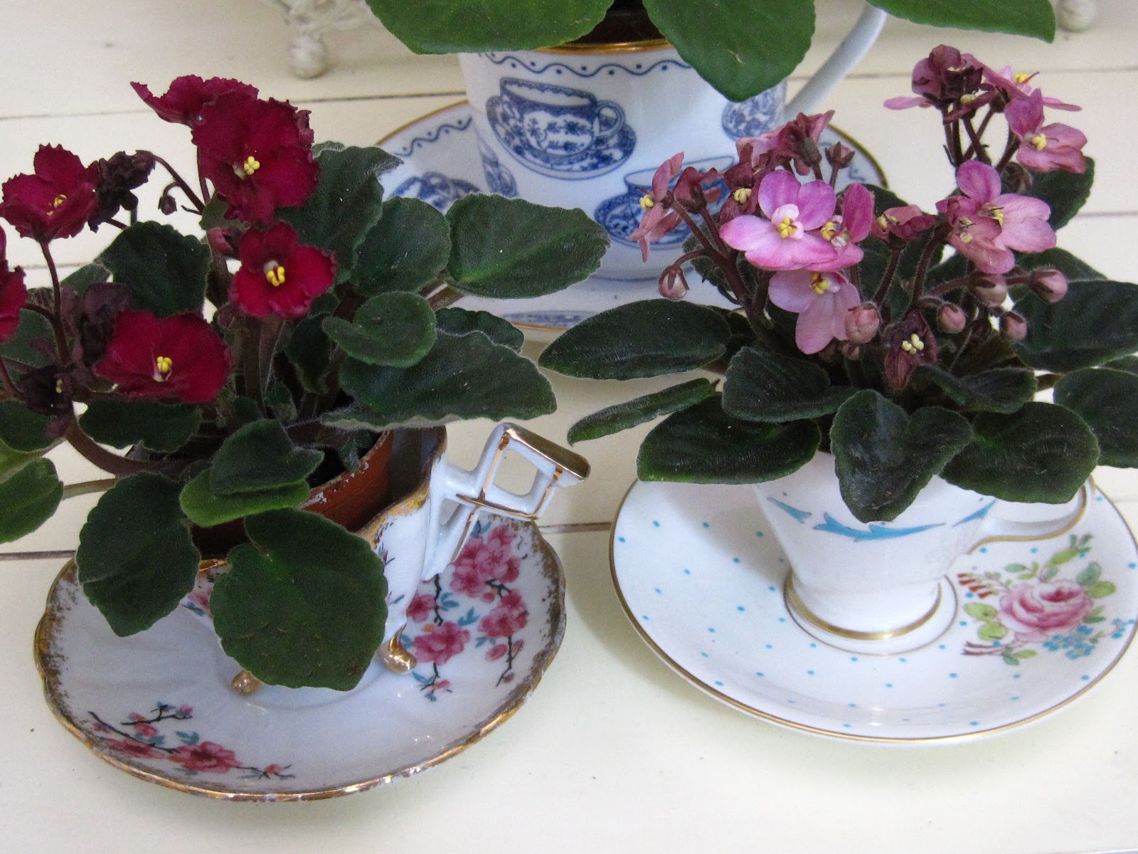 Tea With Friends: Miniature African violets in teacups