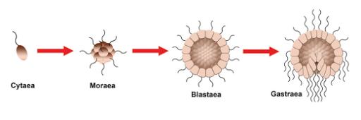 Blog de Biologia CMPA 201 2020: maio 2020