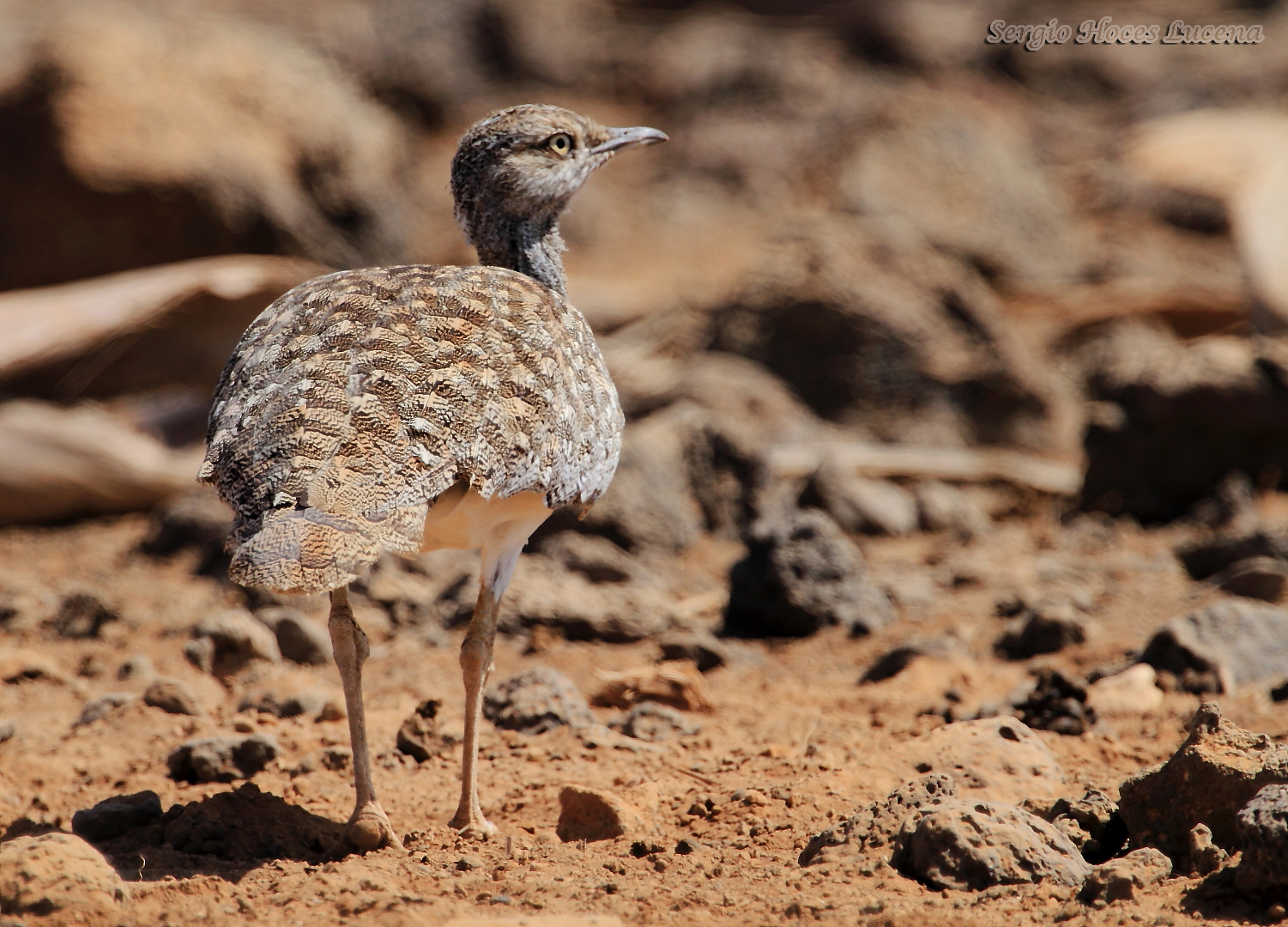 Viajes, Salidas, Naturaleza, (Fotografía).: Avutarda Hubara ...
