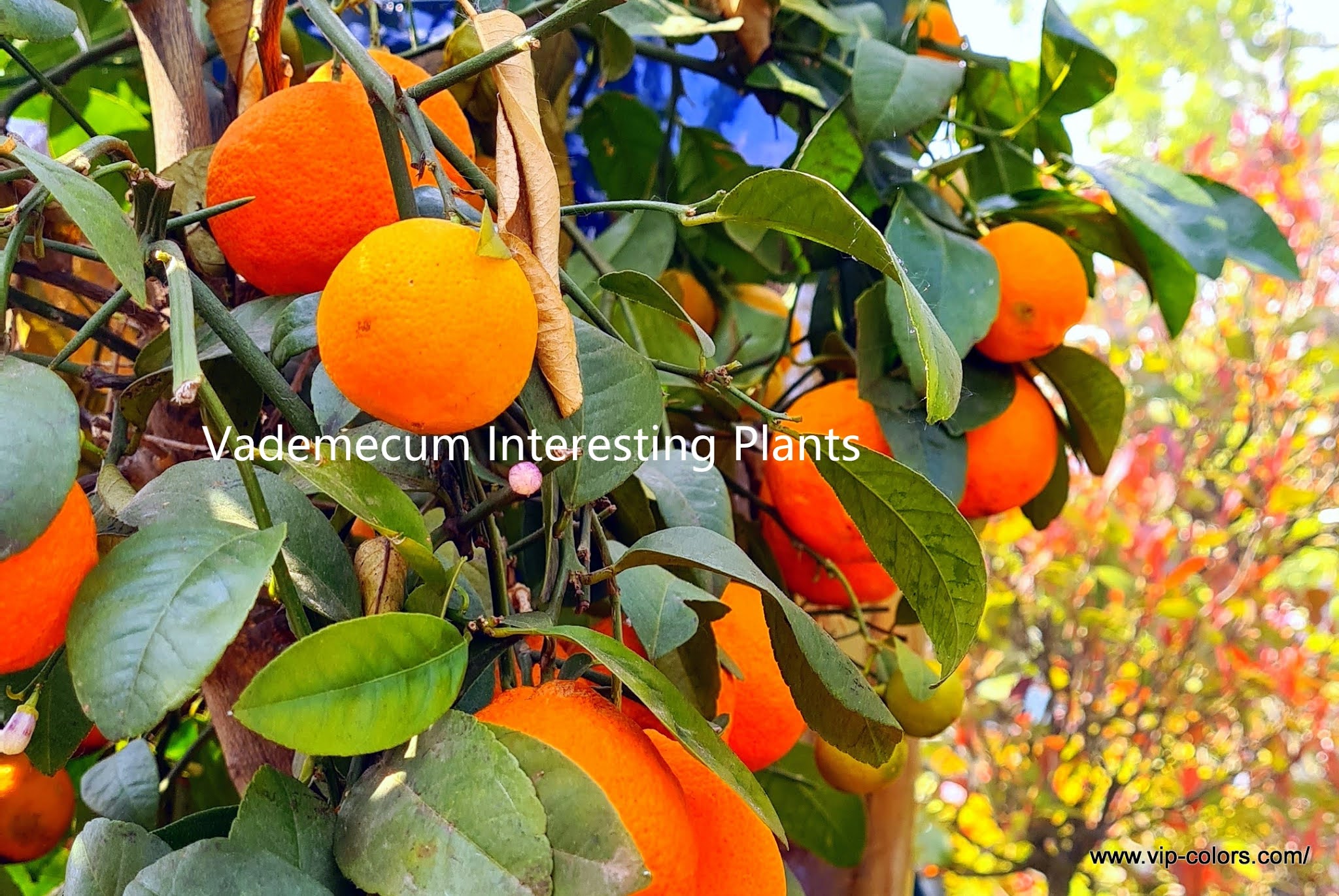 Vademecum Interesting Plants: Citrus x limonia - Limetta Rangpur ...