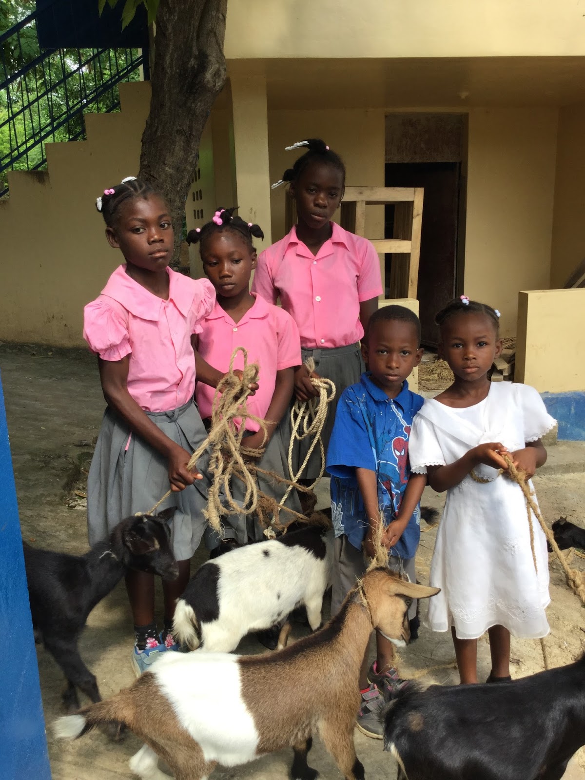 Haiti Care Mission: Goats, goats and Guatemala