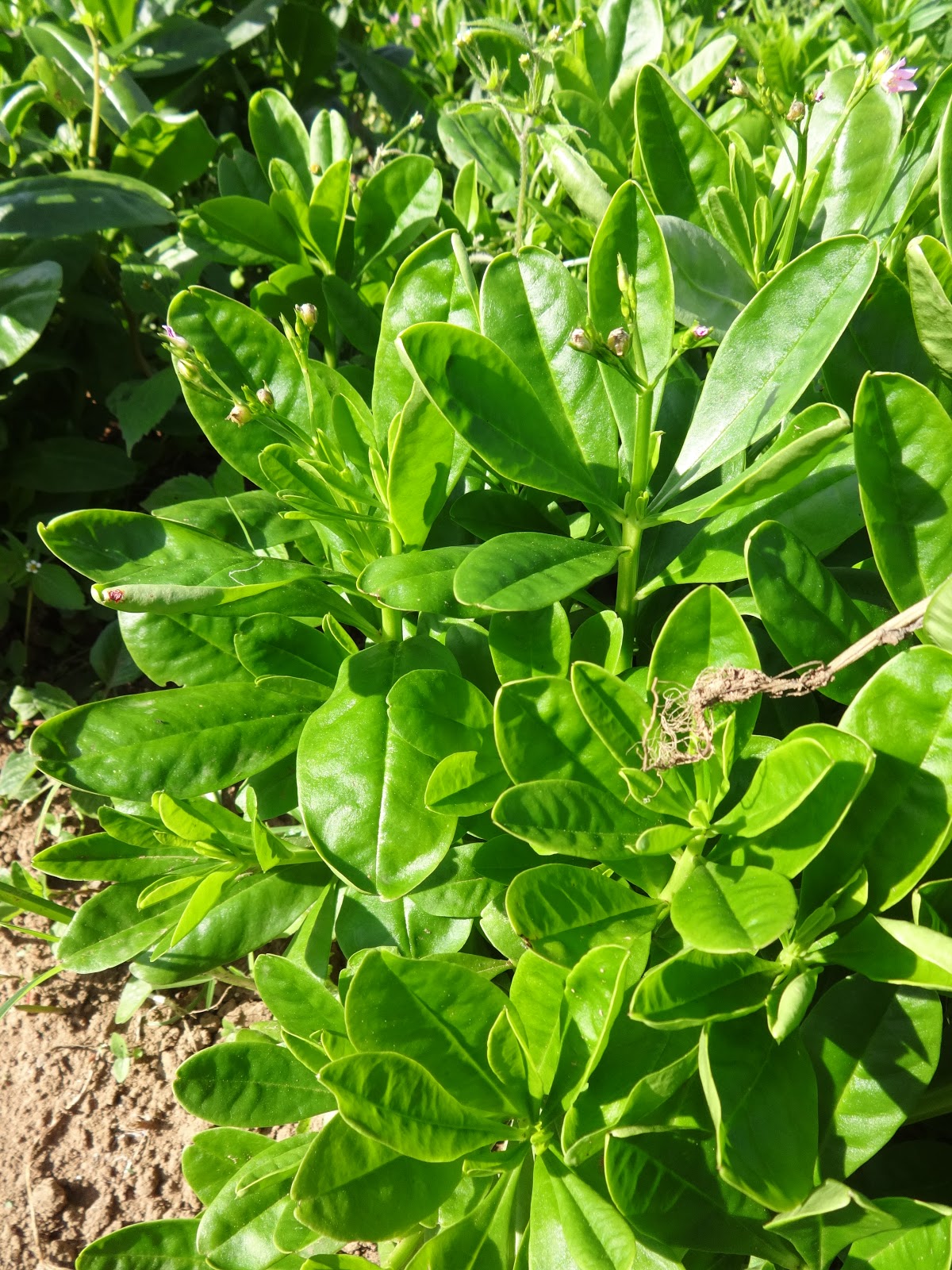 Herbs from Distant Lands: Talinum triangulare - Philippine Spinach ...