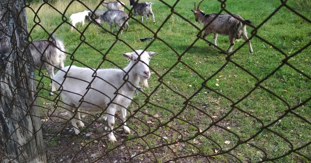 Aia Asterixi aia blogi: Kitsepiim