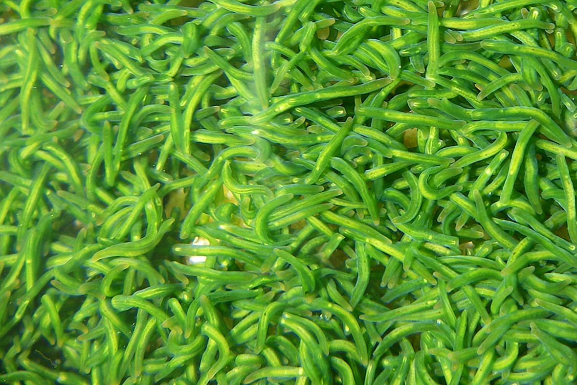 Lists of the Bizarre, Intriguing, and Informative: 10 Bizarre Worm ...