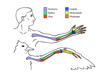 Analogous and Homologous Traits