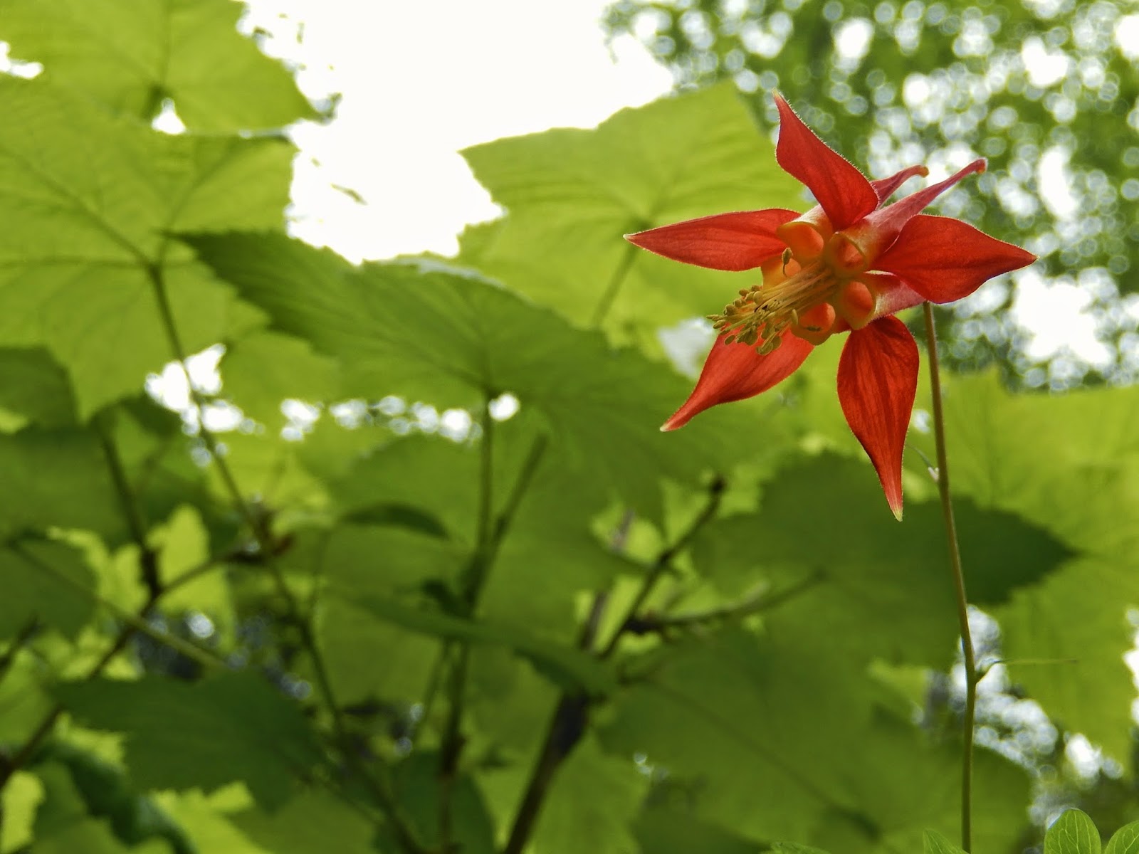 Powell River Books Blog: Coastal BC Plants: Red Columbine