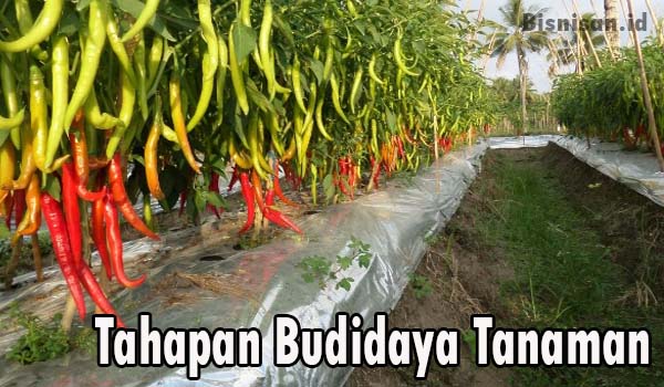 8 Tahapan Dalam Budidaya Tanaman Untuk Pemula - Situs Belajar Bisnis ...