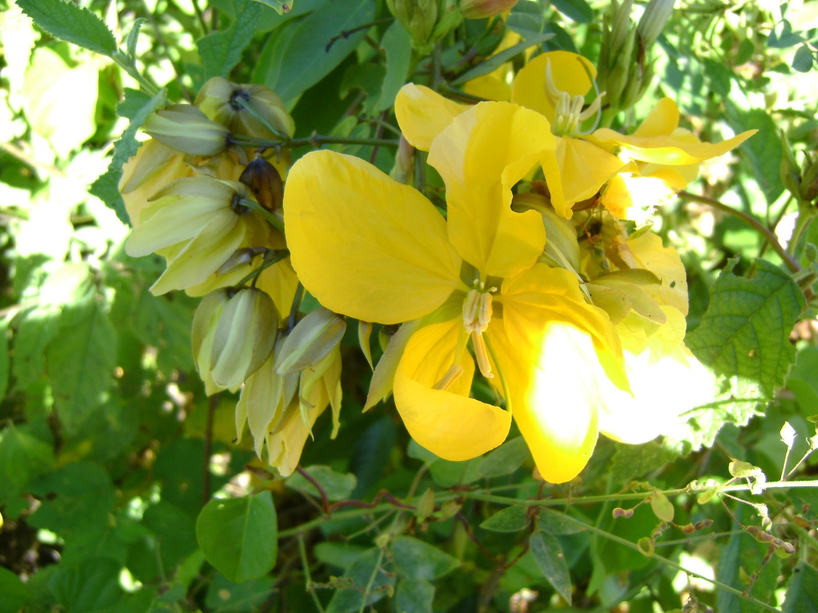 Fabaceae - Leguminosae no Brasil: Fabaceae - Senna splendida (Vogel) H ...