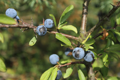 Vu par MamLéa: Fruits sauvages noirs