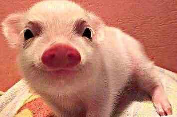 Los bebés más tiernos del reino animal | K! The Magazine