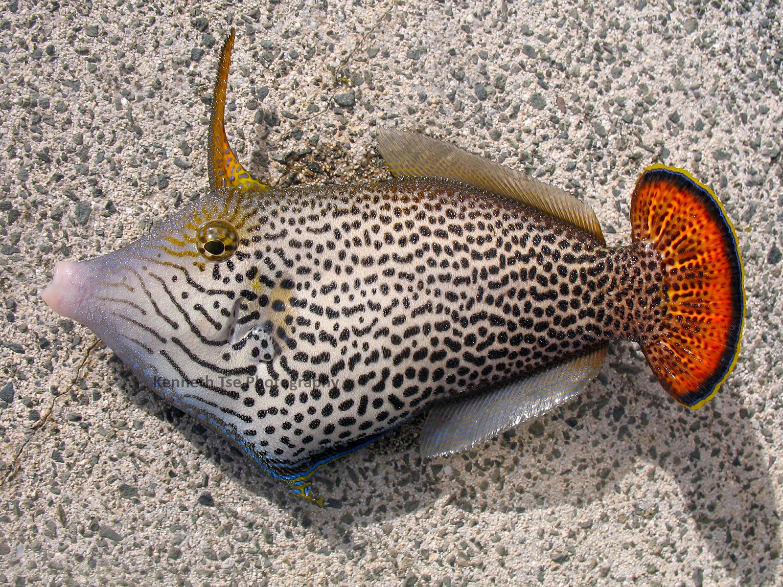 MuskieBait Adventures: Lifelist