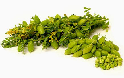 DIET WHAT IT REALLY MEANS!!!!!!!!: Fresh Green Chickpeas (Hara Channa)