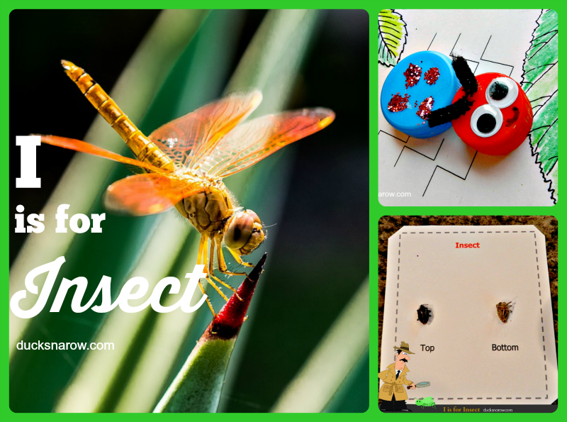 Letter I is for Insect Preschool Science Lesson and Fun Bottle Cap ...