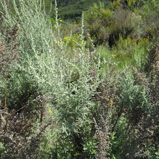 .SLANGBOS – Indringer met hoë voedingswaarde - kan dit benut word ...