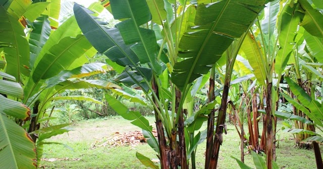 Soil and Environment: Response of Abaca (Musa textilis Née) to shade ...