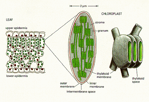 // tamilneram.blogspot.in/: 4. Cell organelles: Plastids