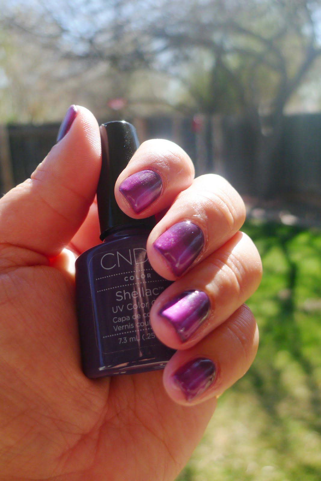 Elegant nails: Shellac~ed Ombre Nails