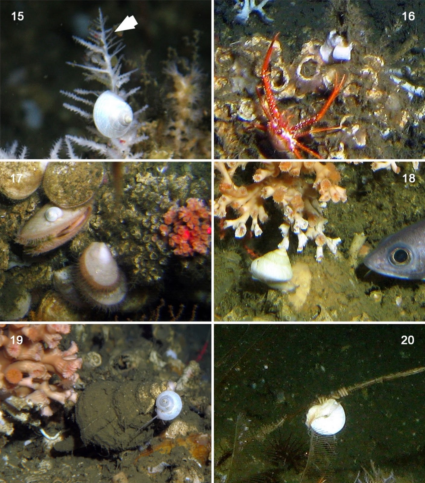 Species New to Science: [Mollusca • 2019] Calliostoma bullatum • Last ...