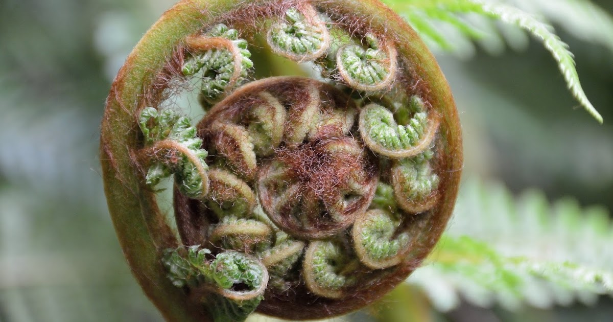 The Fern World: Fernie's World