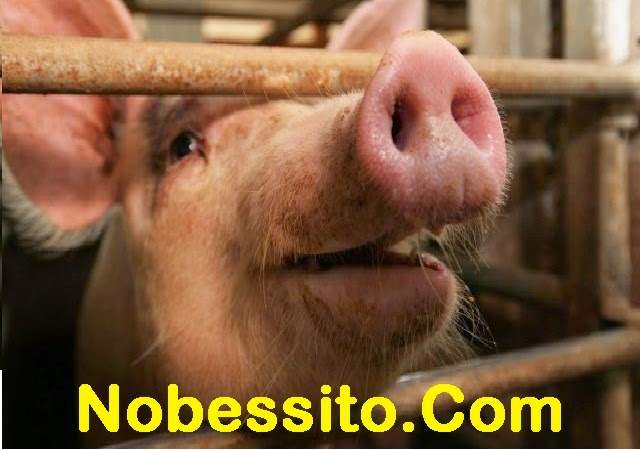 NOBESSITO: Pig farms in Arab countries