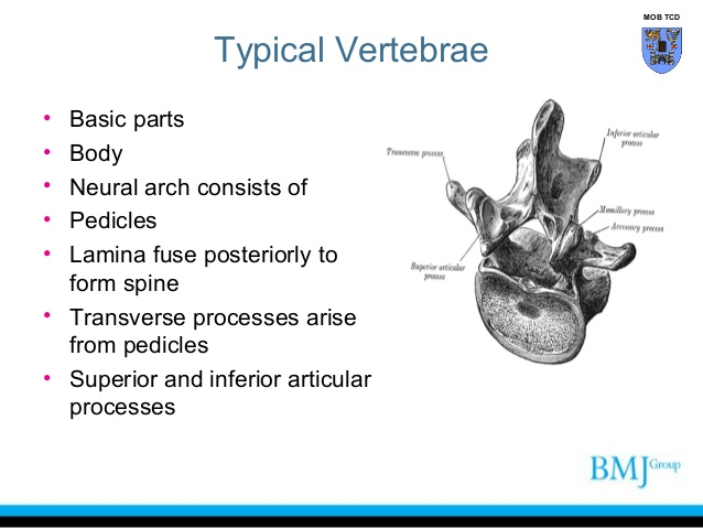 vertabrae - USA News Collections
