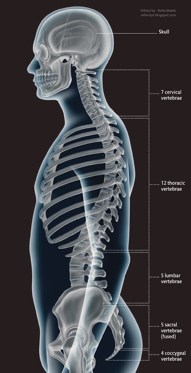 THE SPINAL COLUMN