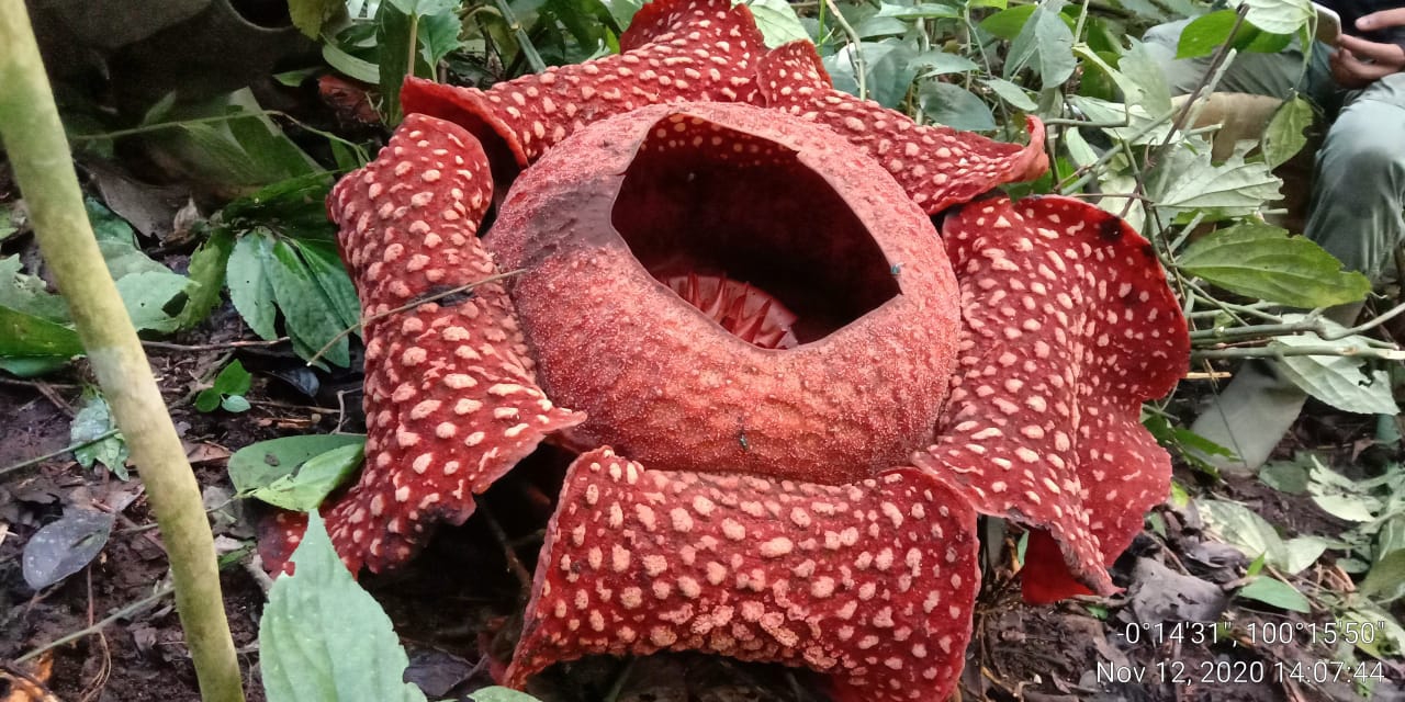 Di Hutan Cagar Alam Maninjau, Rafflesia Tuan-Mudae Mekar Sempurna