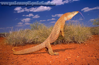 Jenis - jenis atau Macam - macam Varanidae / Varanus / Varanatic ...