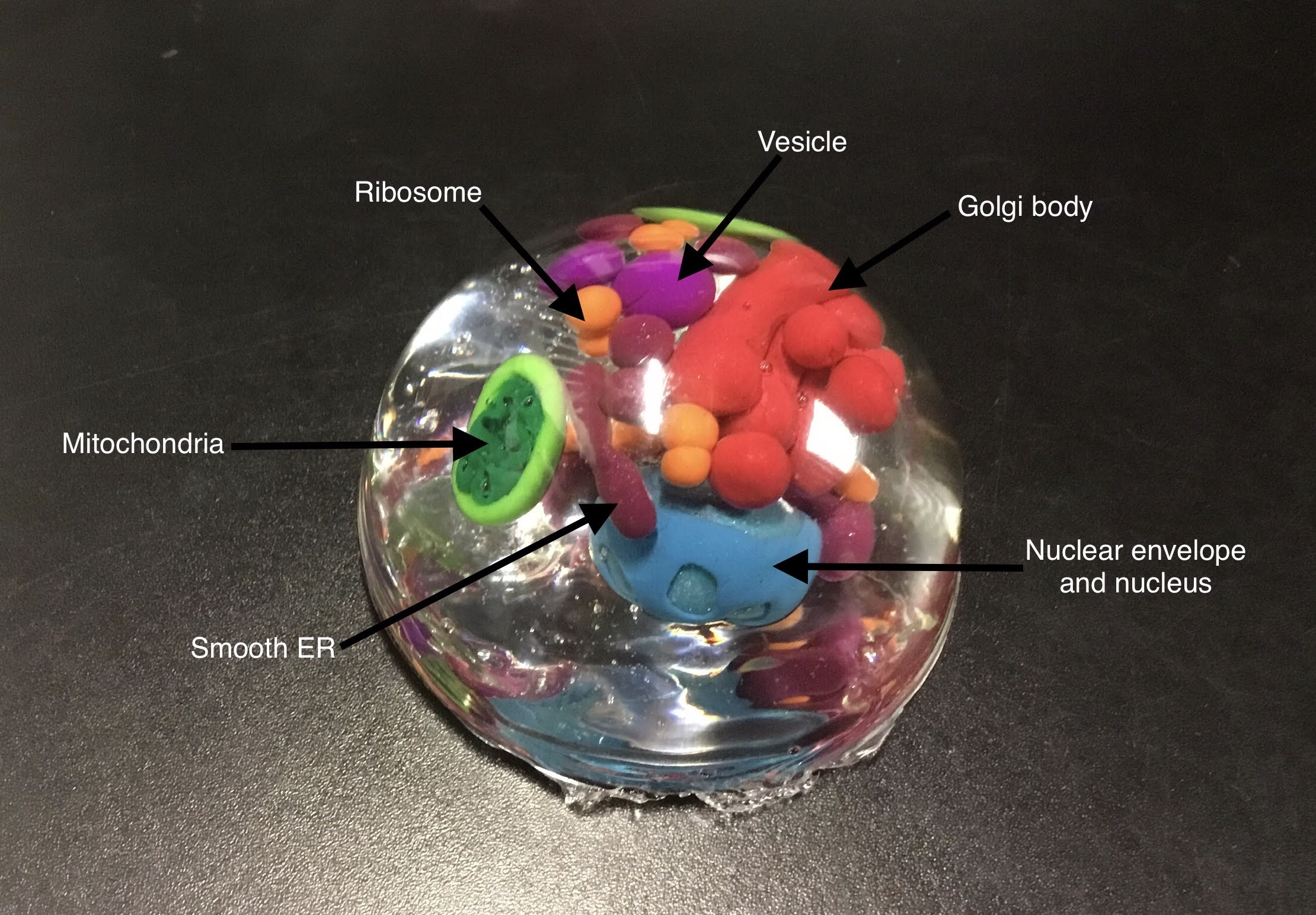 Biology by the Math Mom: Resin Cells: Adding the “A” in STEAM