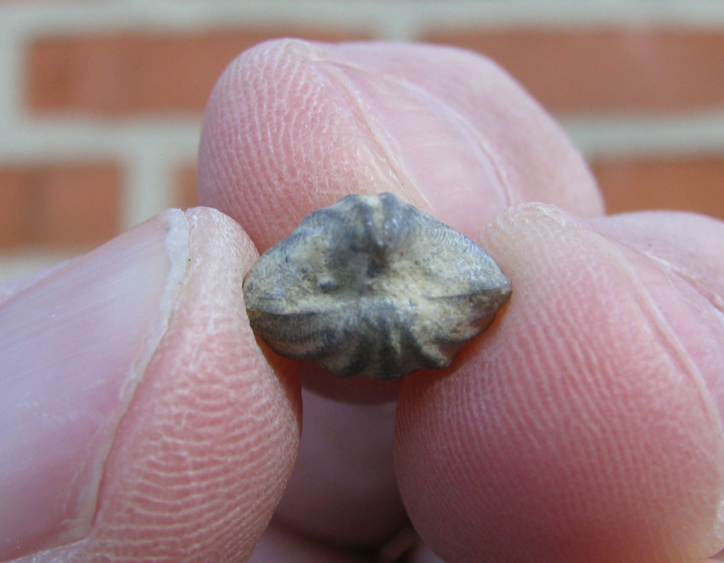 Views of the Mahantango: Howellella elegans brachiopod from the Wenlock ...