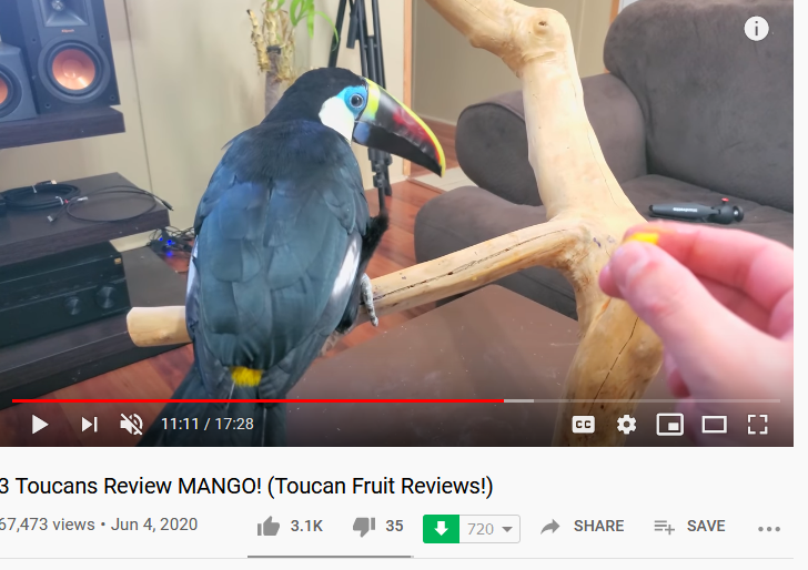Captive Animal Logic: Investigating Maeve the Toucan’s Death (2can.tv)