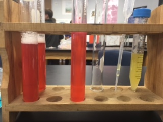 Sydney's Biology Blog: Human DNA Extraction Lab