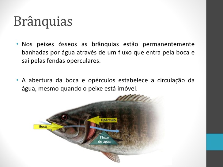 Filo cordados: peixes condrictes e osteíctes. | Biologia: A ciência da vida
