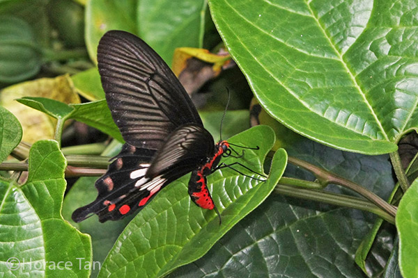 Life History of the Common Rose | Butterfly Muse
