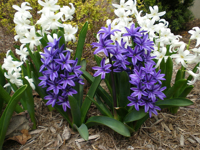 HOW TO PLANT AND GROW HYACINTHS |The Garden of Eaden