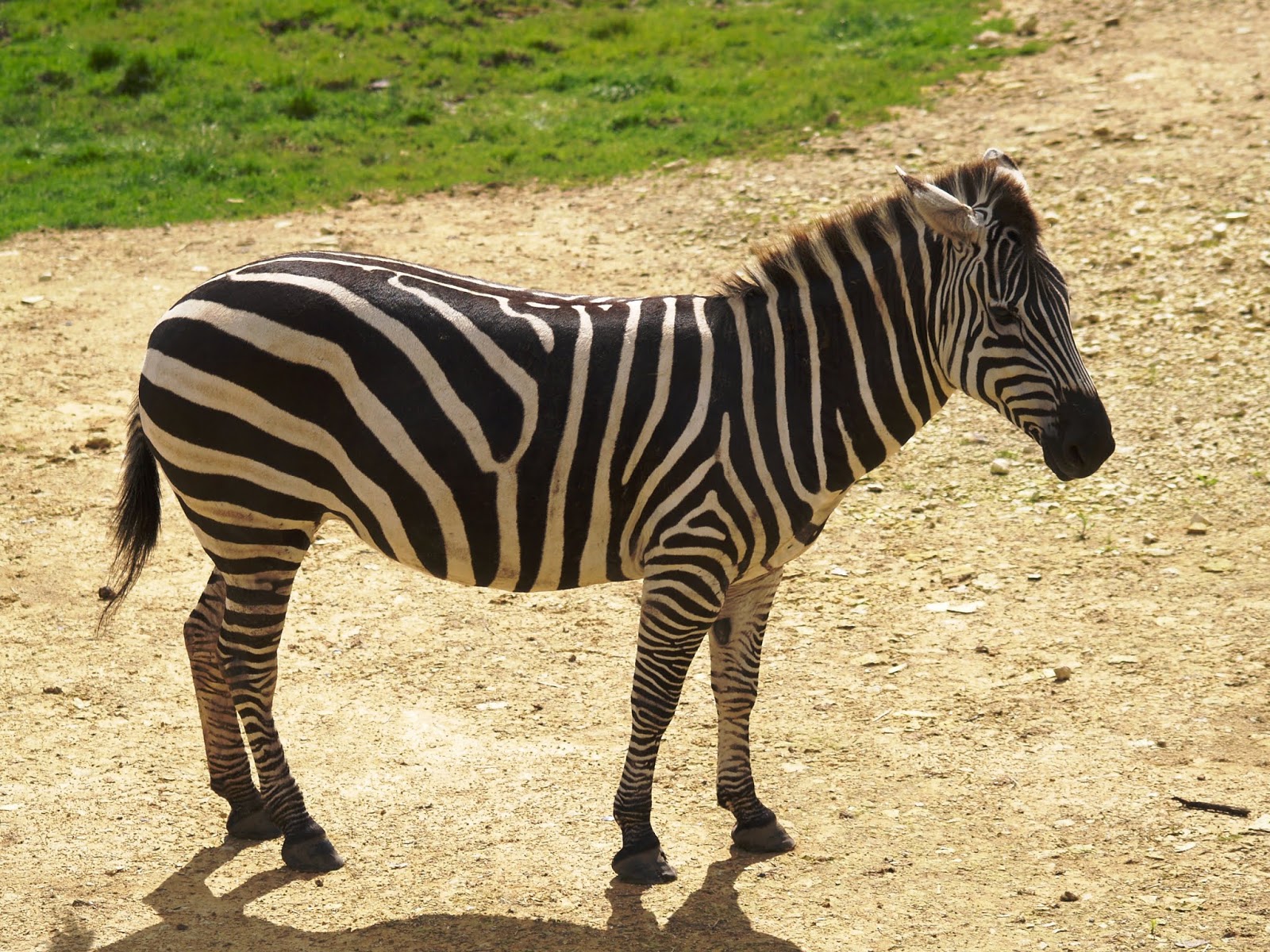 Professor P.Brain's blog: Cowzebras?