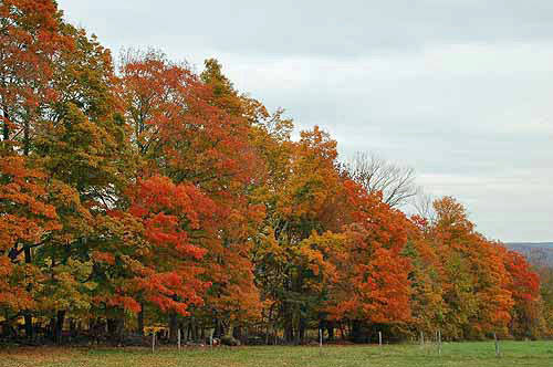 Fuel Your Passion: Fall Into Good Eating Habits with Healthy Foods!