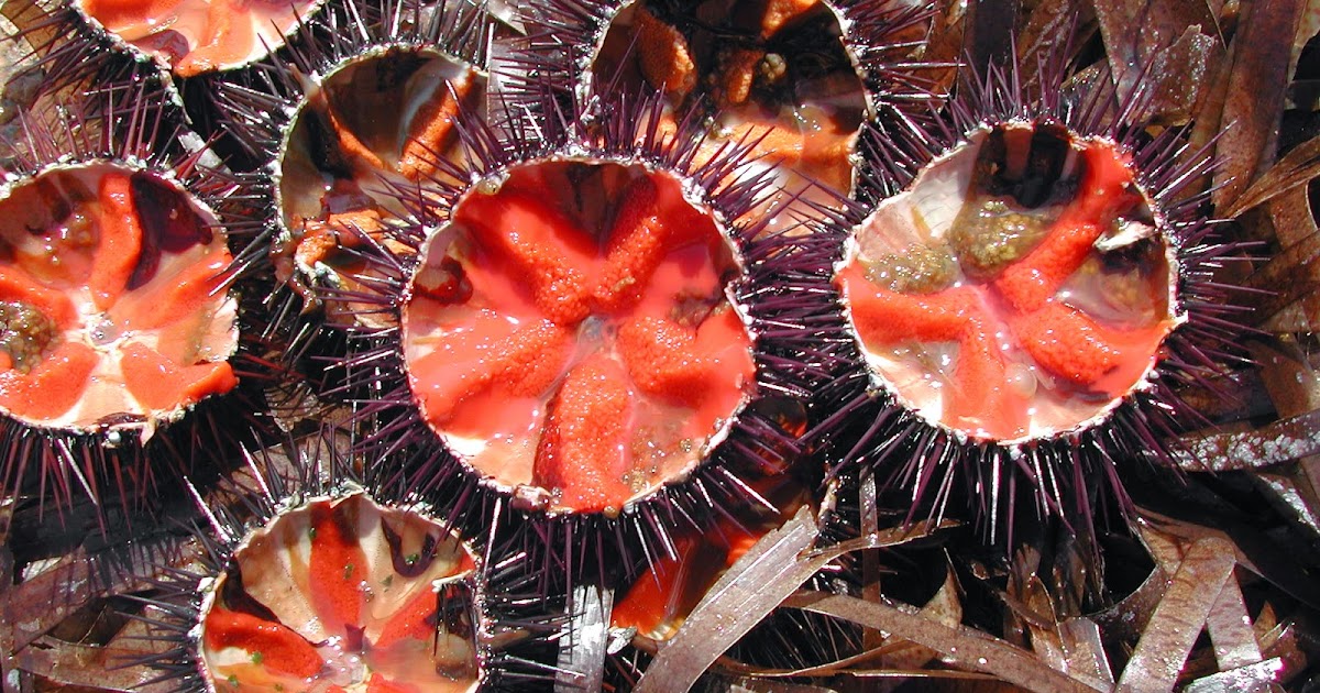 LE TEMPS DES OURSINS