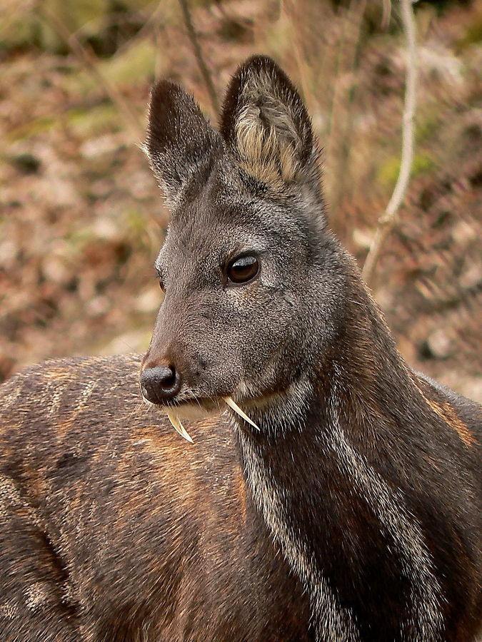 Mikro Post: Rusa Kasturi (musk deer) |MyRokan