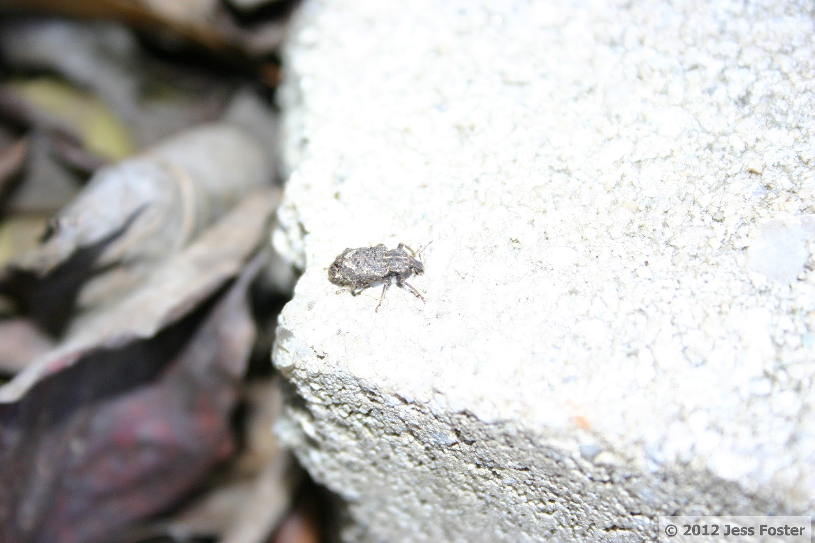 Sluggin' Along: Vegetable Weevil