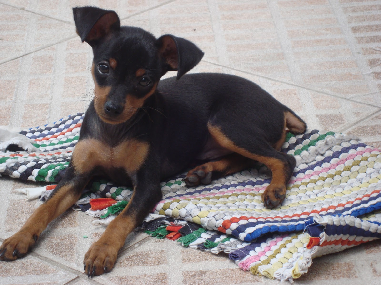 Seu Animal Domestico: Tudo sobre o cachorro pinscher Seu Animal Domestico: Tudo sobre o cachorro pinscher