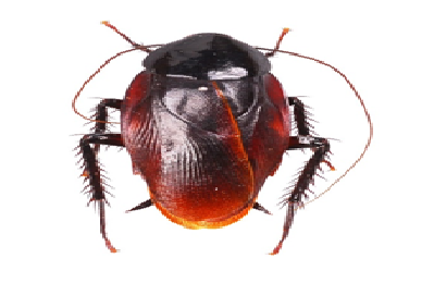 Blattodea & Isoptera