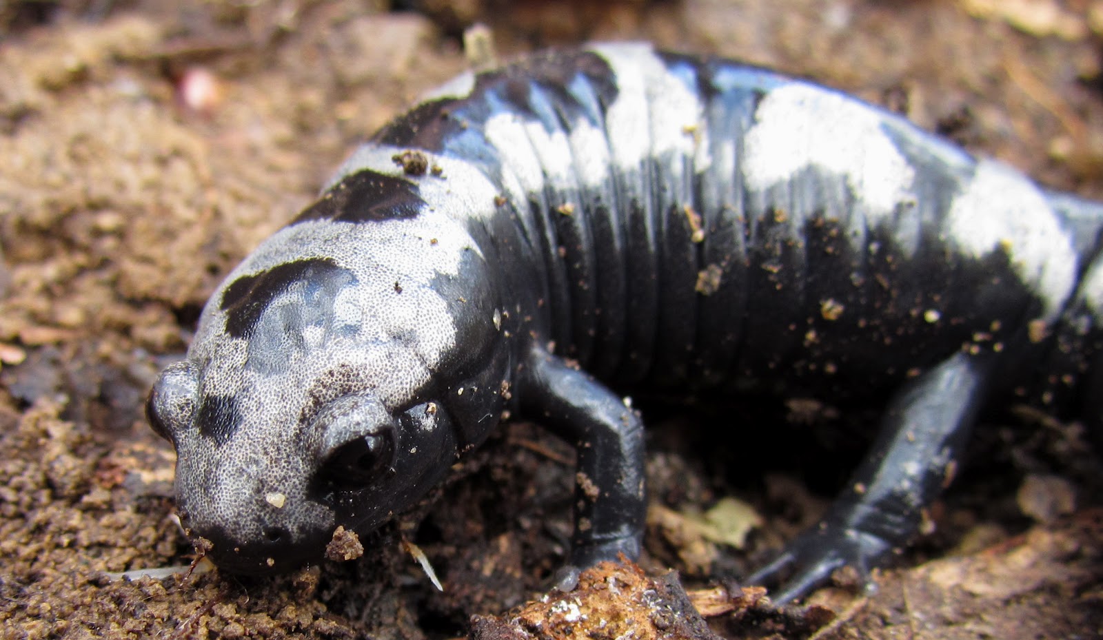 Birding Bros. Blog: Fish & Amphibians