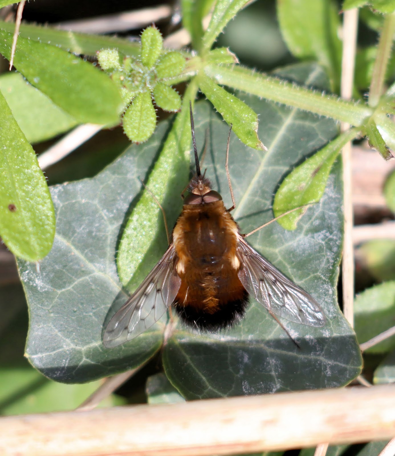 Cholsey Wildlife: The Birds & The Bee Flies.