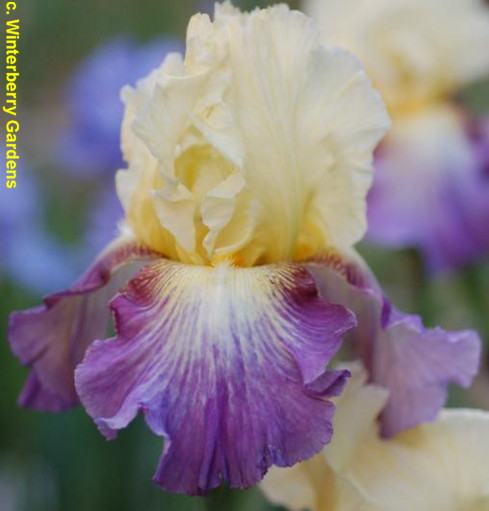 World of Irises: The French Iris That Conquered the United States