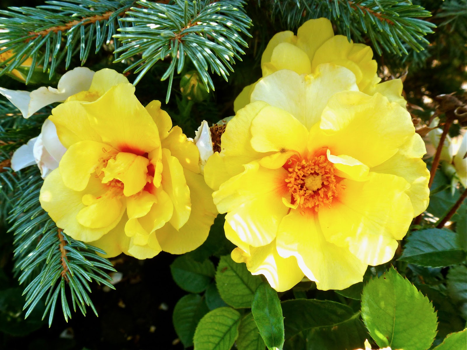 A closer look at the new Eyeconic roses. | The Dirt Diaries