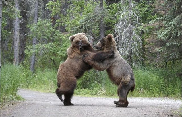 Bears fighting (9 pics) | Amazing Creatures