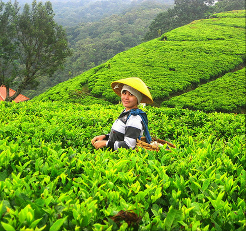 The History of Indonesia Tea Plantations | The True Adventures